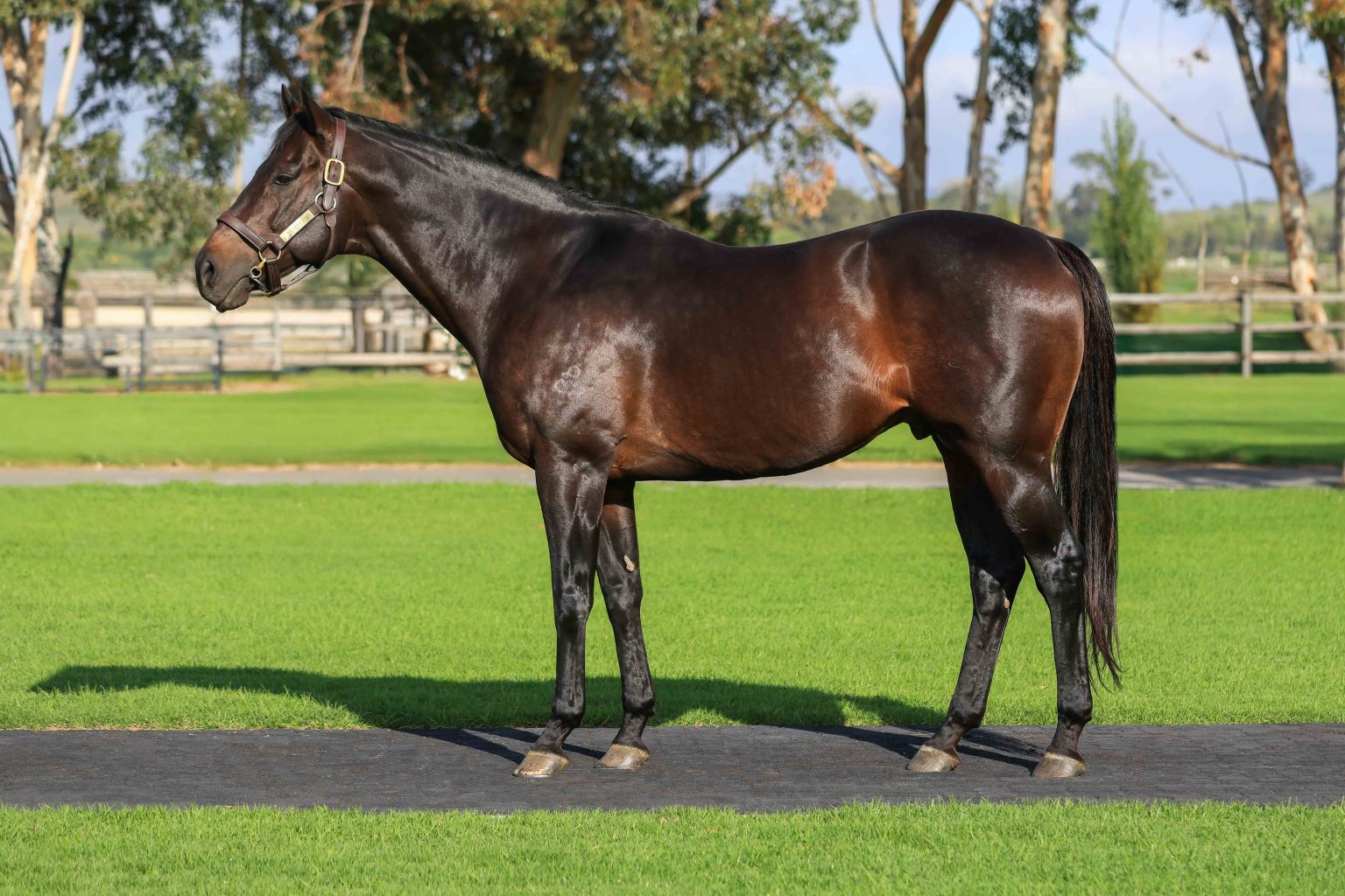 Rafeef – Ridgemont